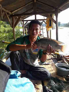 Menbuat Esen dan Umpan Jitu Mancing mujaer Dengan Walang Geni - Mancing ...