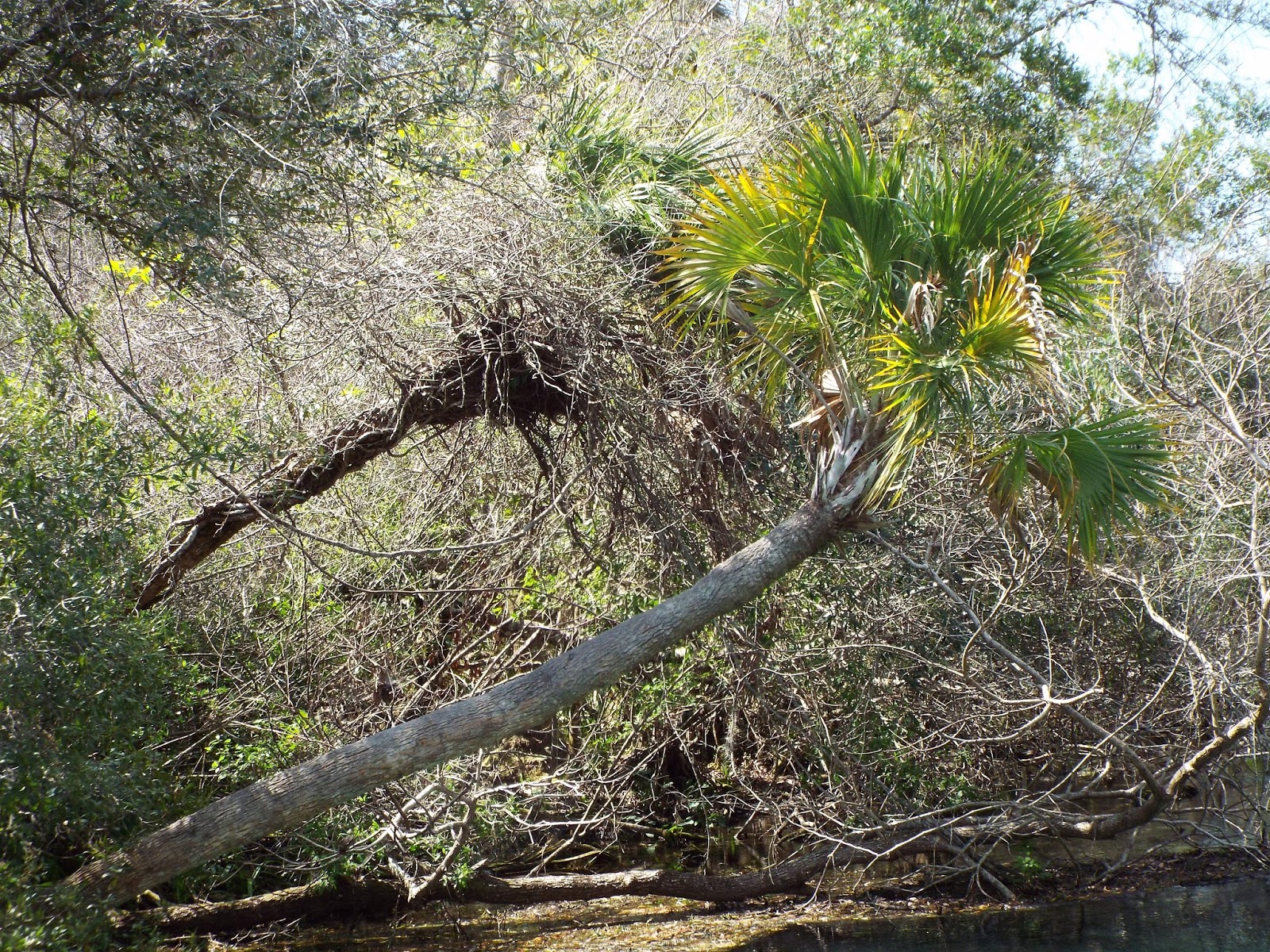 The Great Family Adventure: Strawberries and Mermaids