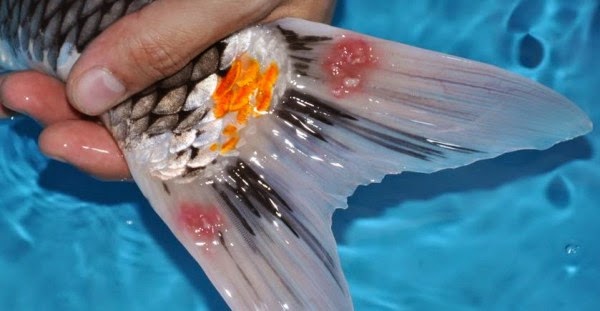 Koi Fish: Overcoming Koi Fish Disease