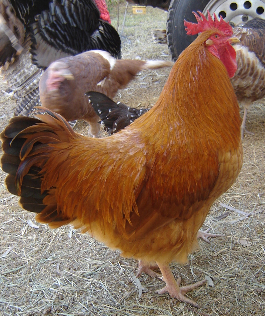 Aloha Chickens: Let's Get Hatching! (Again)