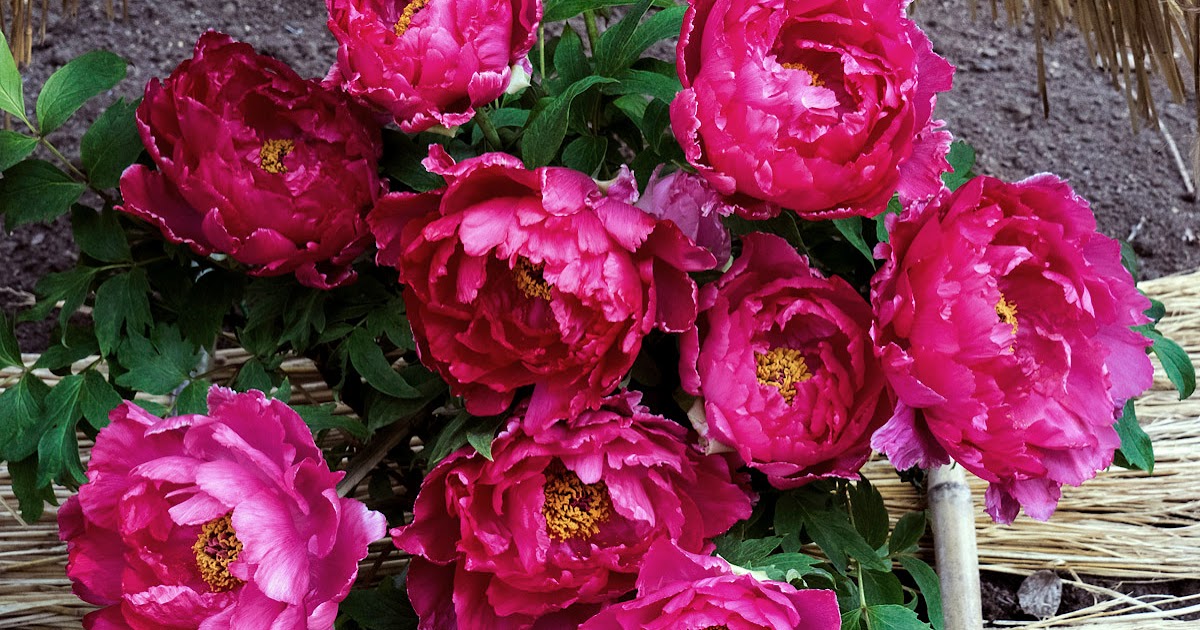 FROM THE GARDEN OF ZEN: Winter peony flowers: Tsurugaoka-hachimangu