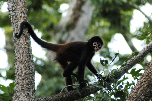 Spider Monkey | The Life of Animals