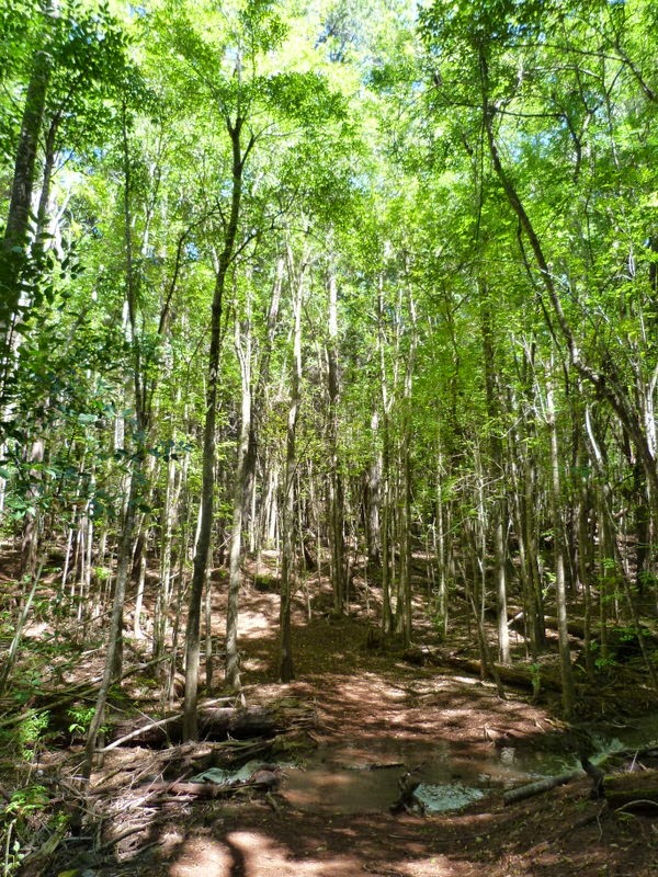 Traveler For Good: It Feels Like Fall: The Waihou Spring Trail, Maui