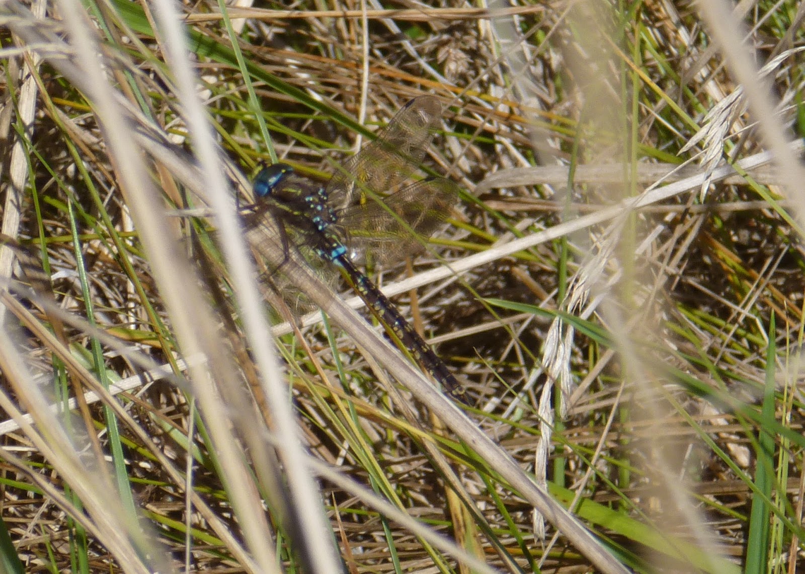 Natural Musings: Insects in New Zealand