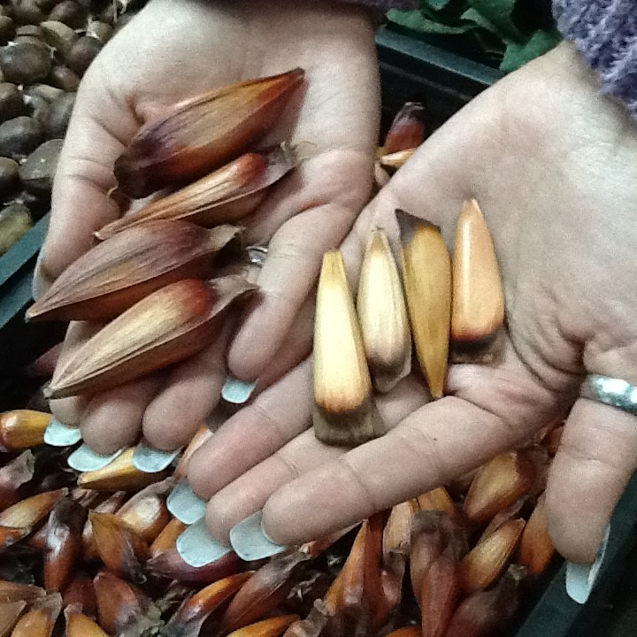 "Parque de Araucarias Araucanas" - Chile: Especies de Araucariáceas que ...