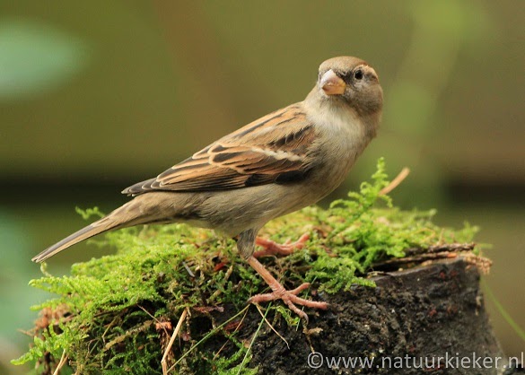 Huismussen op de voederplek