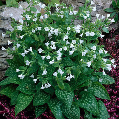Pulmonaria officinalis - Planta Medicinal