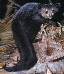 EL AYE - AYE - Mundo Animal