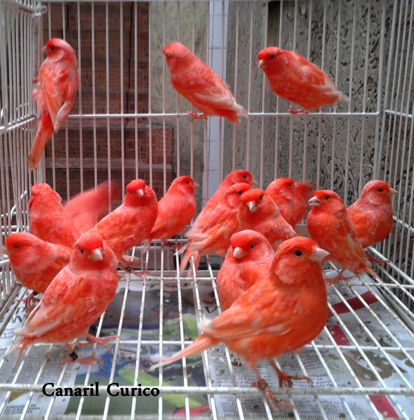 Canaril Curico - Canário de Cor: Canário Vermelho Nevado - Fêmea à Venda
