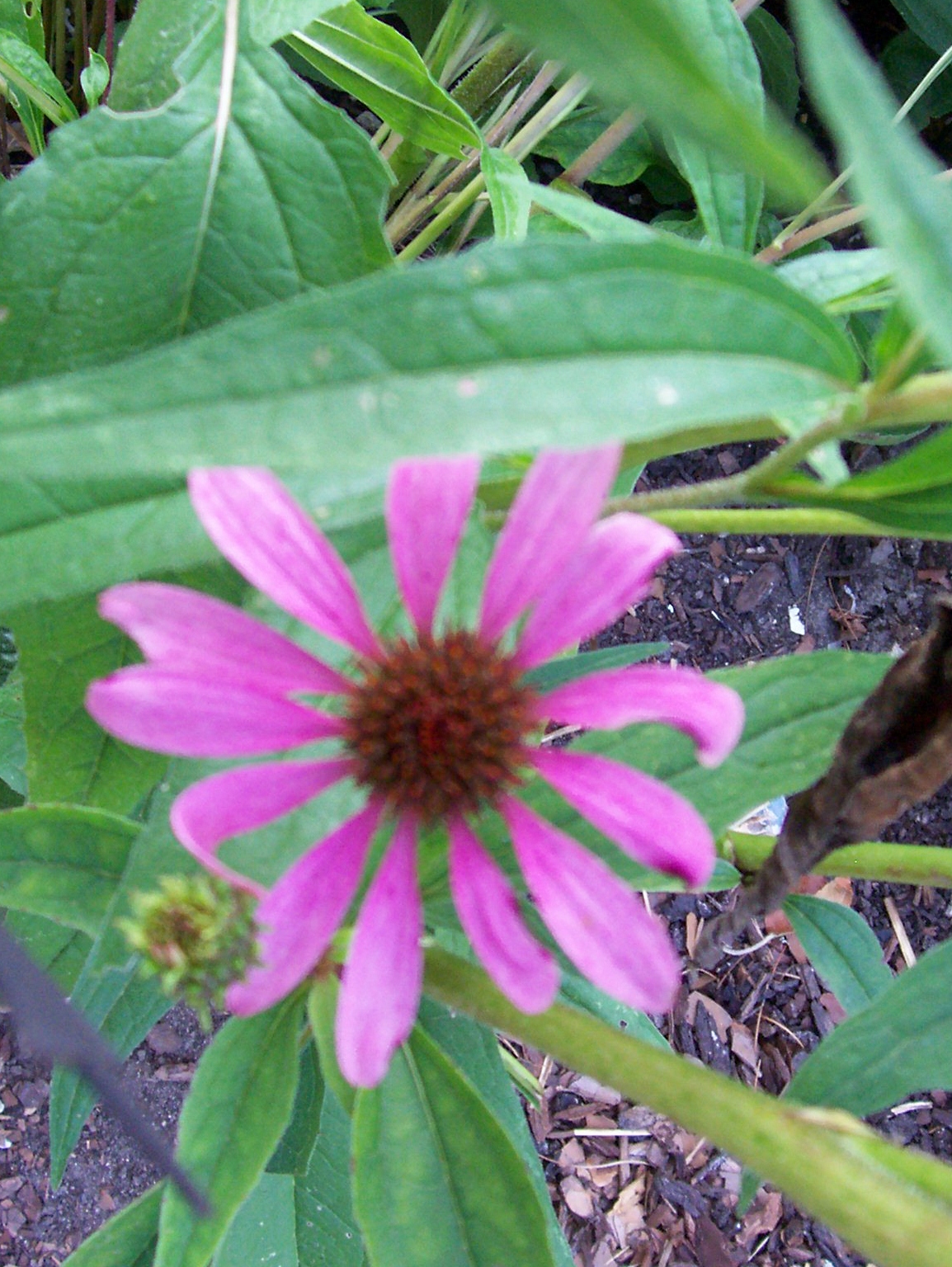 annebirkamsgarden: Reblooming Perennials