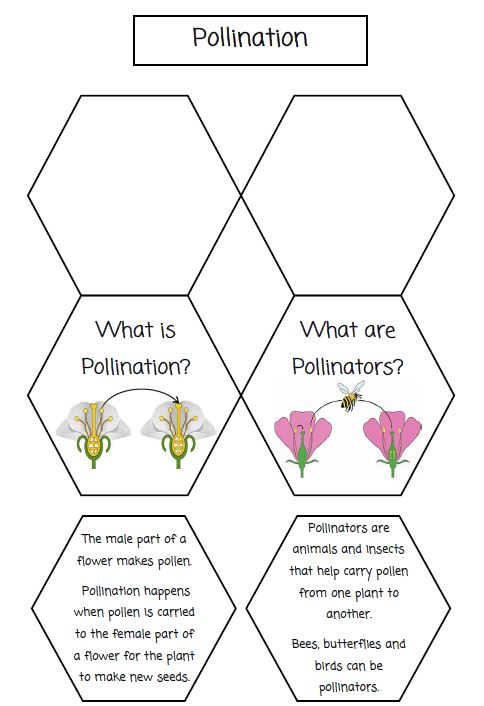 Iman's Home-School: Honey Bee Interactive Notebook