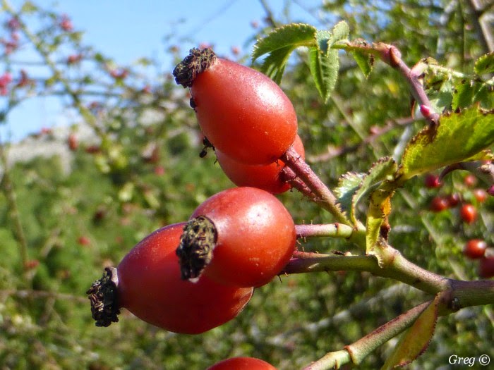 Flora Silvestre de Murcia: Rosa canina