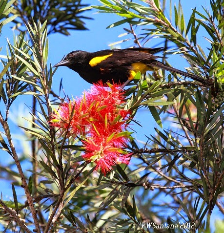 Puerto Rico, Isla Bella !!!: Calandria