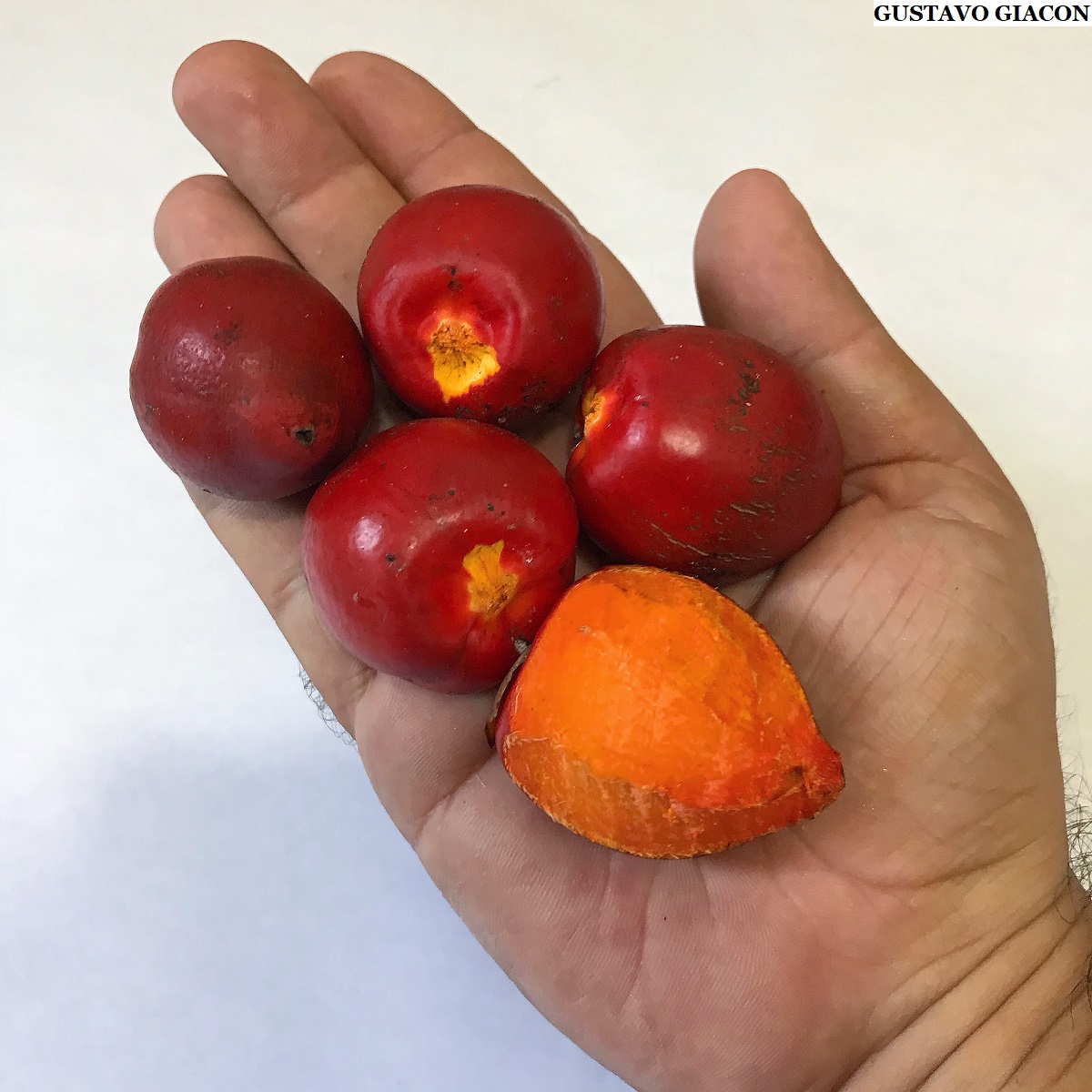 Viveiro Ciprest - Plantas Nativas e Exóticas: Pupunha ou Palmito ...