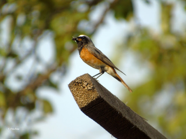 PASARI DIN ROMANIA: CODROS DE PADURE (2), Phoenicurus phoenicurus