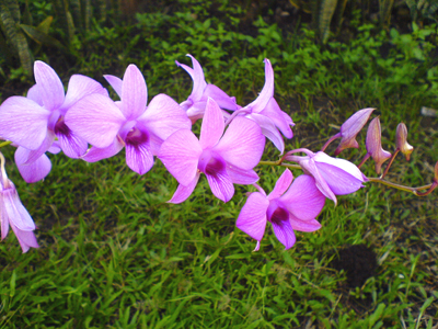 19 Jenis Bunga Anggrek yang Ada di Indonesia - Toko Bunga di Lamongan ...