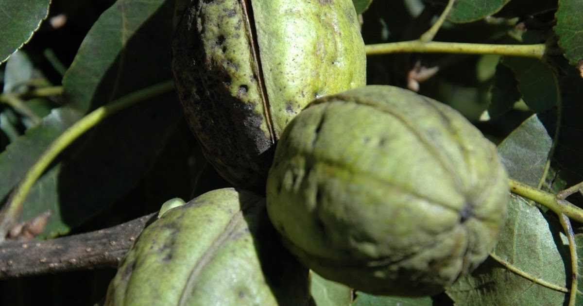 Northern Pecans: Our latest pecan cultivars have split shuck