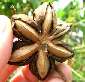 El mundo del chocolate: CACAHUETE INCA CON CHOCOLATE (SACHA INCHI)