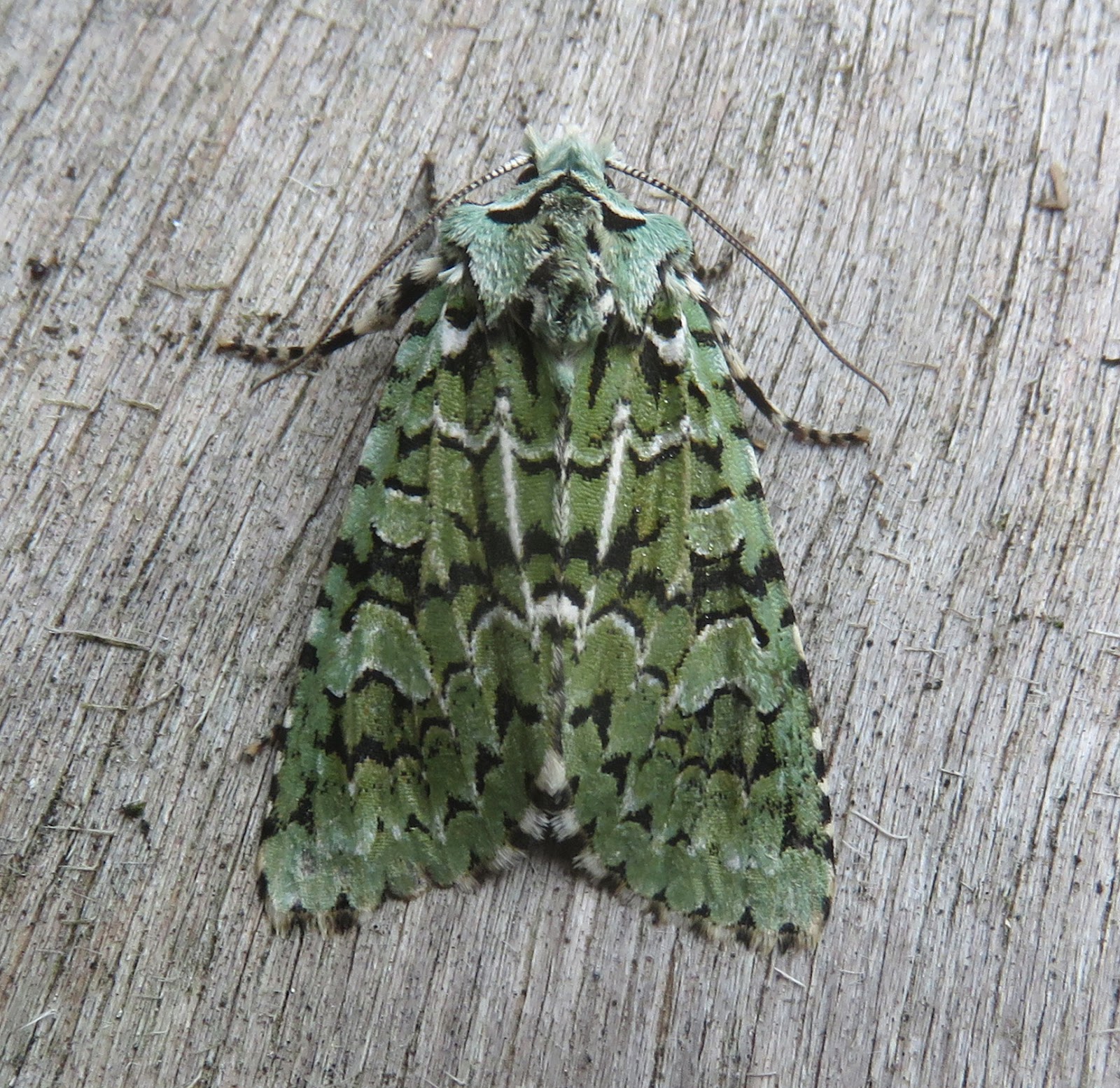 MERSEA WILDLIFE: AUTUMN MOTHS