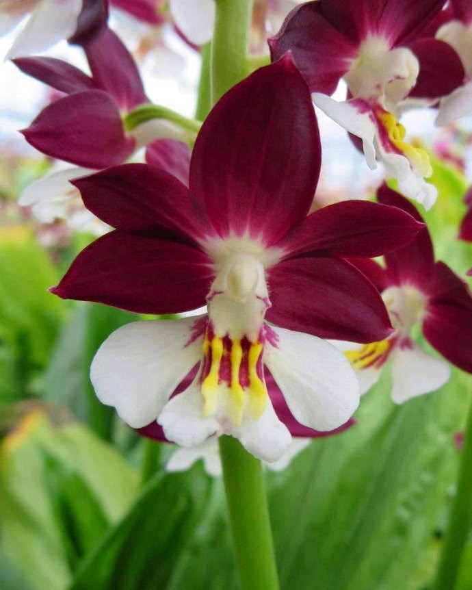 Les chemins de Manouche: Des fleurs rares