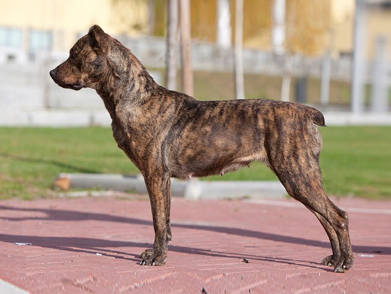 Perros de presa: Fila Brasileiro Titan De Titanes