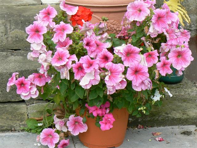 Tarım Siteniz: Petunia (Petunya )