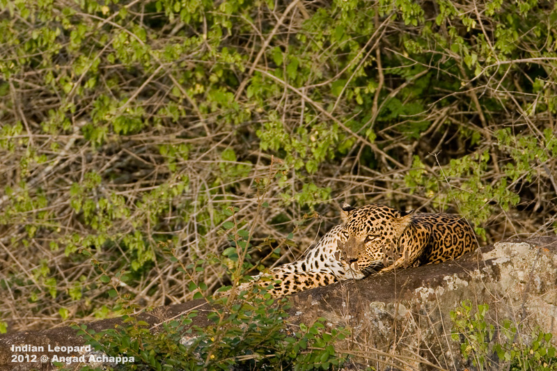 Wildlife photography: Leopard on rock -Bandipur