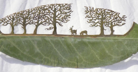 The Phytophactor: Leaf cuttings and art