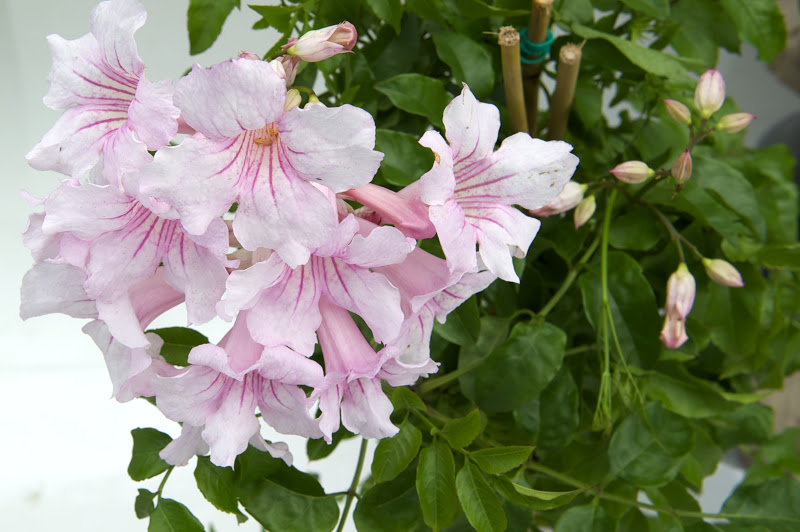 Bartoli Garden: PROGETTARE IL GIARDINO: come scegliere le piante da ...