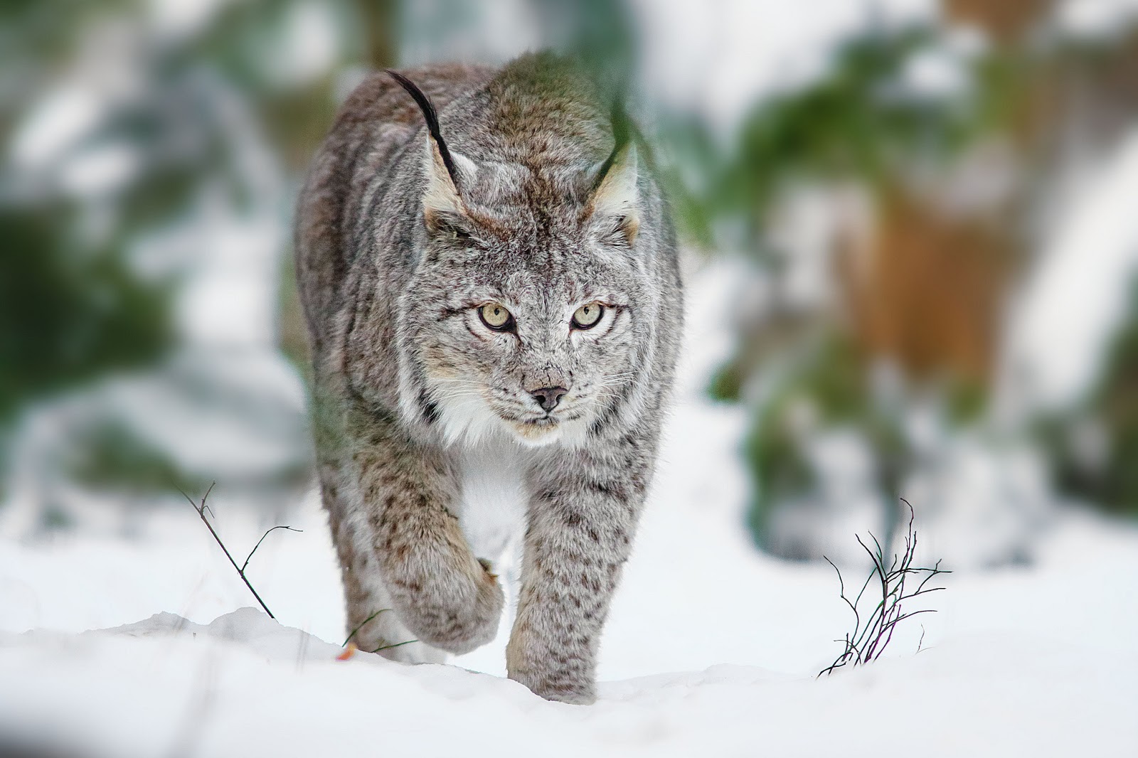Lynx - HD Wallpapers | Earth Blog