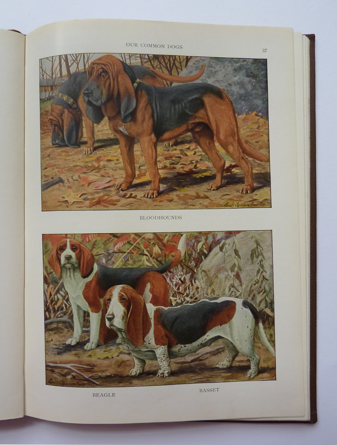 turning pages: Book of dogs