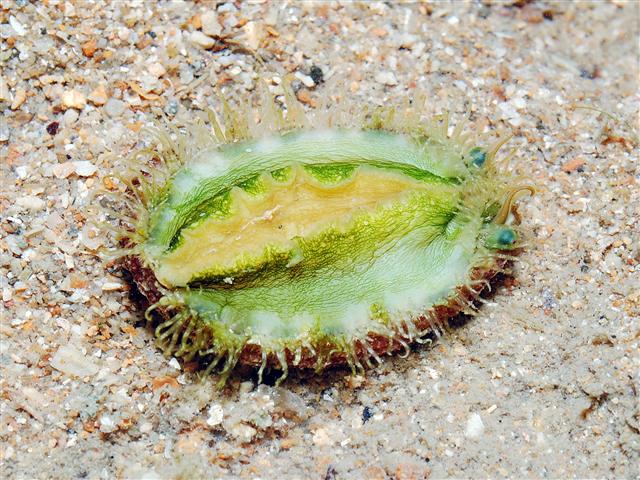 God's wonderful creation: Wild abalones at Big Sisters Island!
