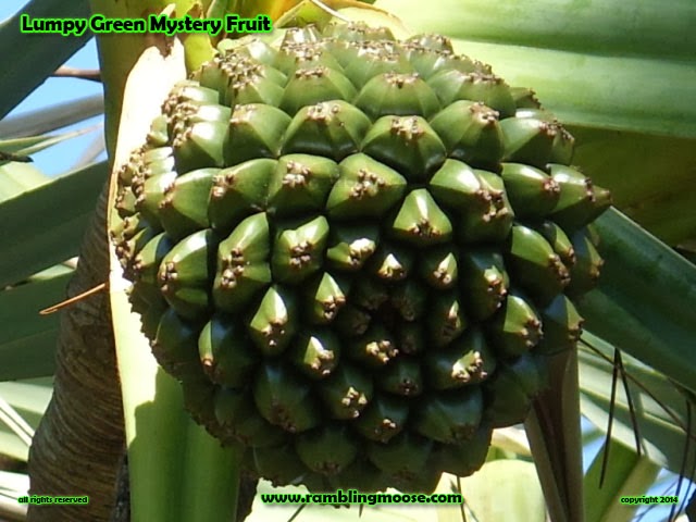 Rambling Moose: January 2014