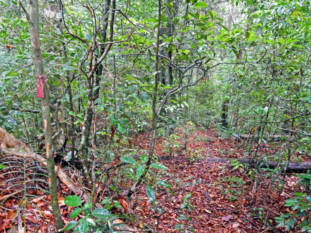 the viewing deck: Mt. Mariveles (1,408masl) Traverse Day-Hike ...