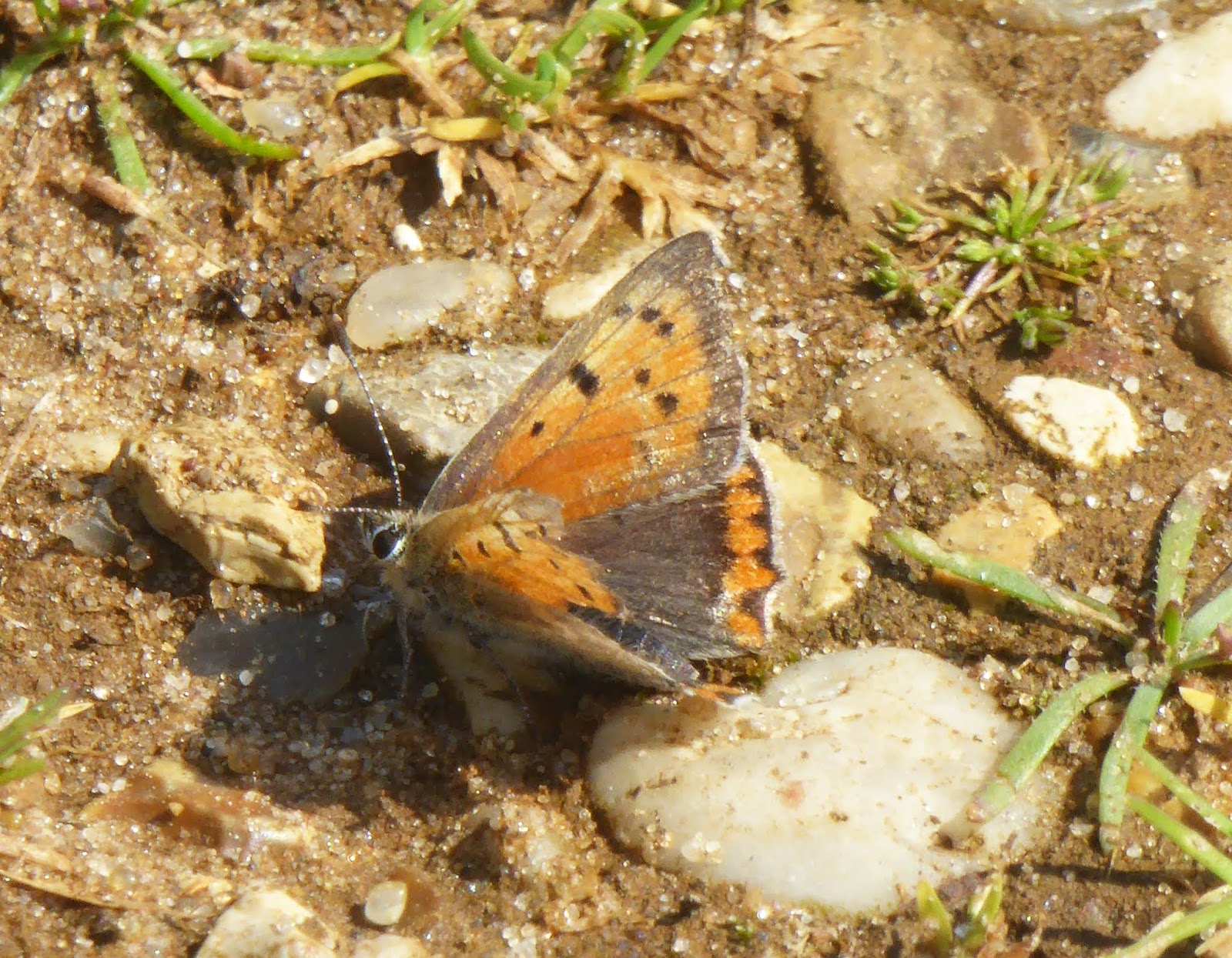 Wild and Wonderful: Small Butterflies at Sutton Hoo (and a Holly Blue ...