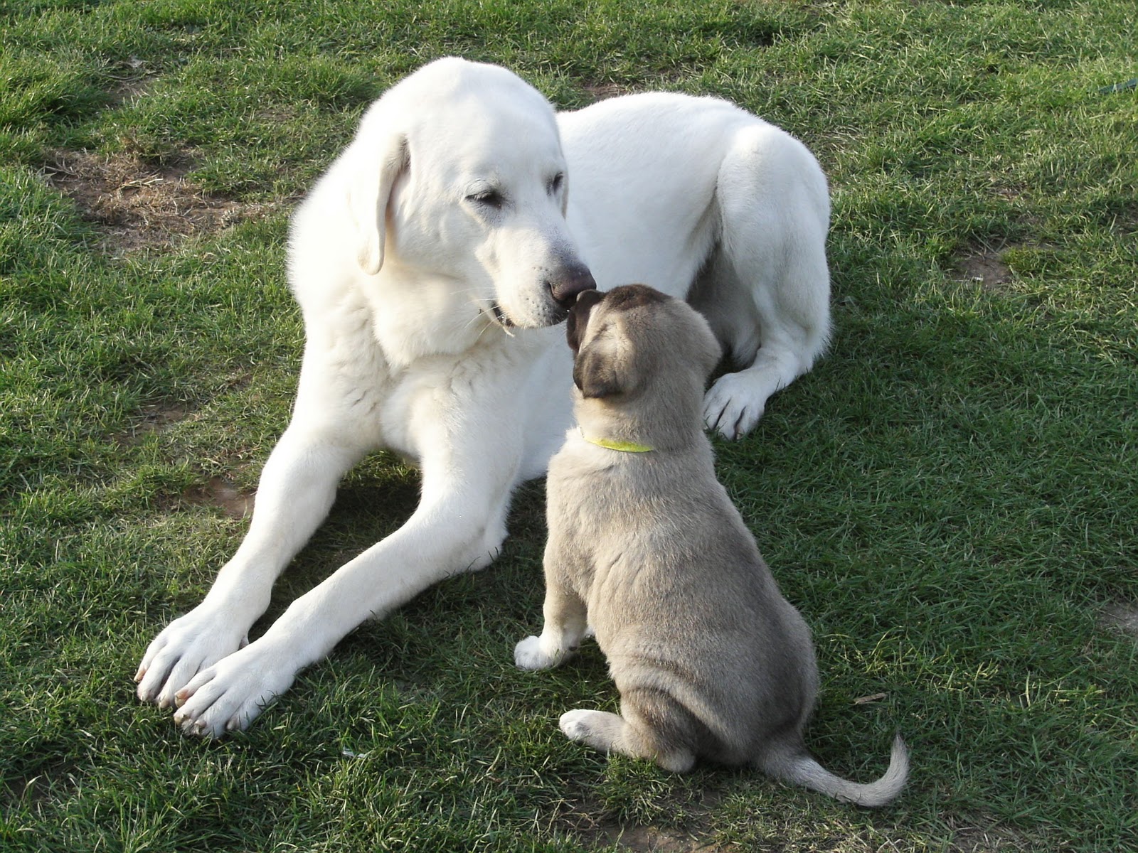 Asalet Anatolian Shepherd Dogs Home of the Turkish Kangal: Asalet ...