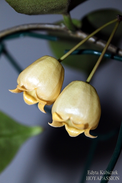 Hoyapassion: Hoya inflata