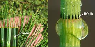 Embryophytas: Equisetopsida