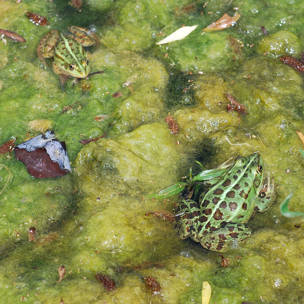 Yorkshire Field Herping and Wildlife Photography: Back To Snake Island ...