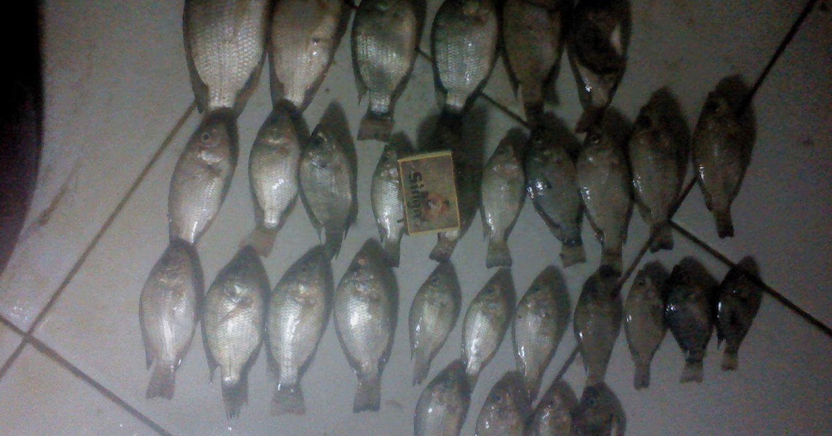 Tips Mancing Jaer di Danau dan Kolam