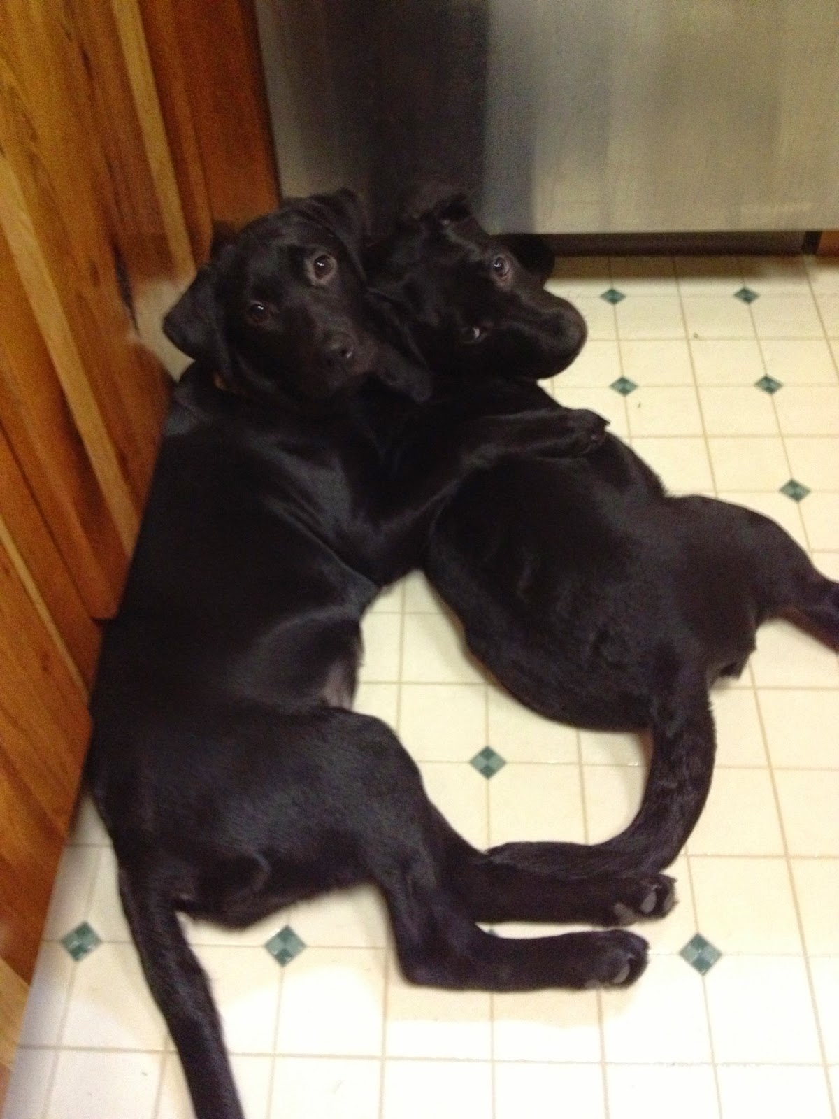 FALIA REVIEWS: MY VIDEOS