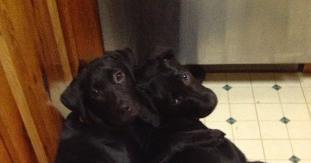 FALIA REVIEWS: MY VIDEOS