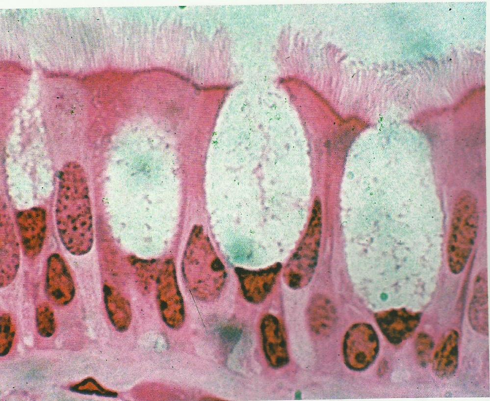 Histologia: Histologia e Embriologia