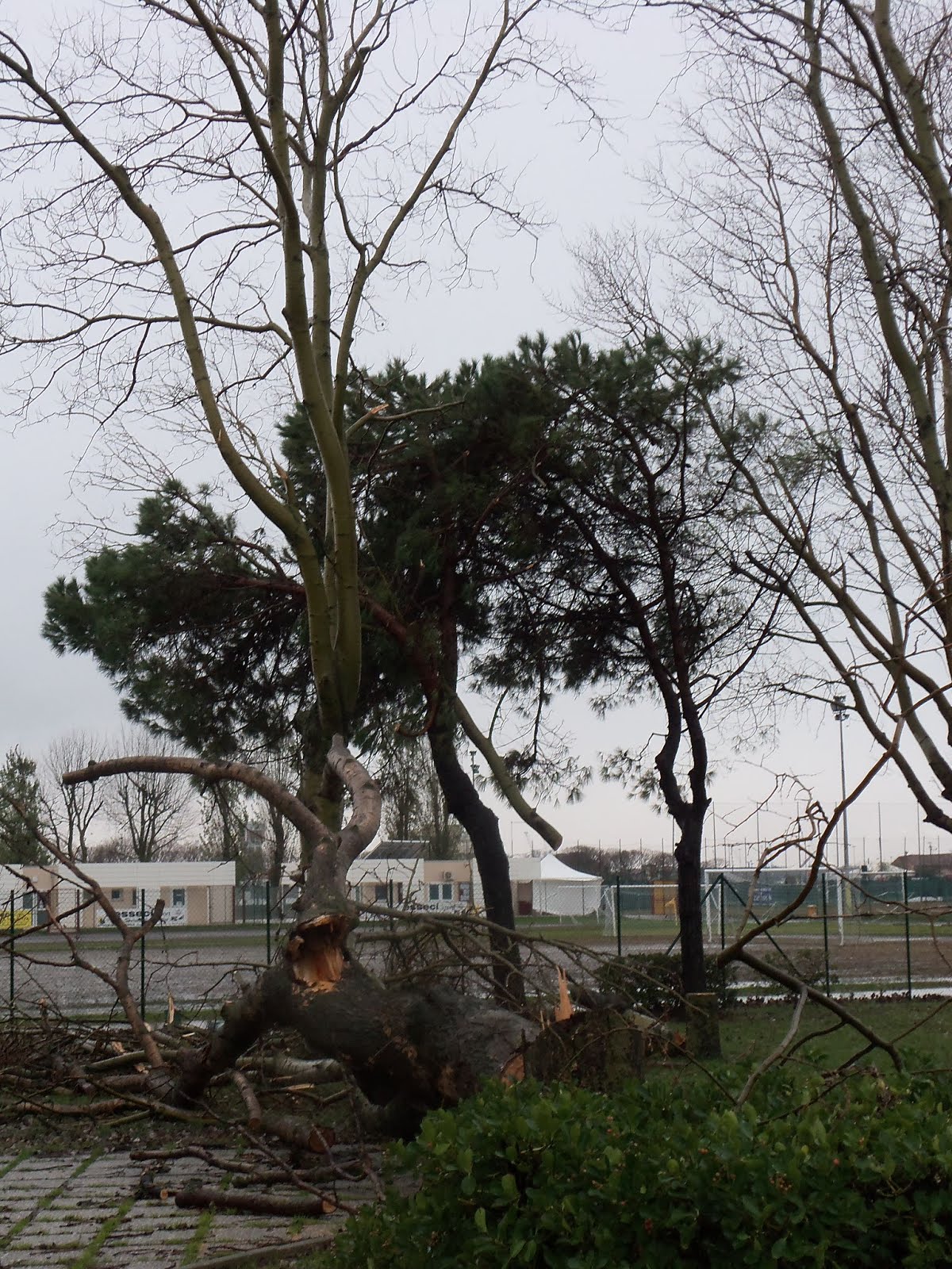 Amare la Terra: I 13 pioppi bianchi