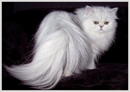 Health care: Kinds of the cats Shirazi