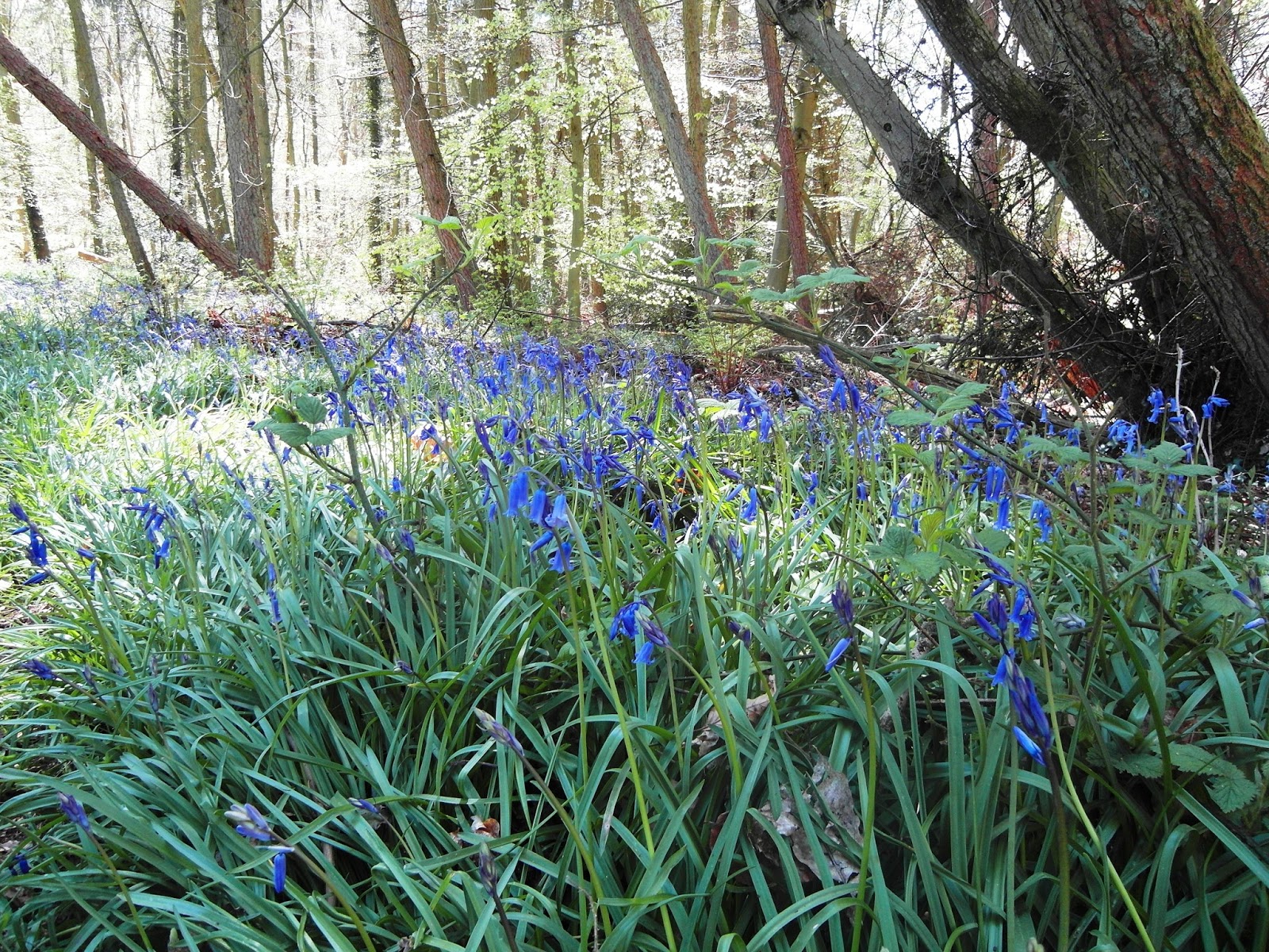 Niki Fretwell: Birthday and Bluebells