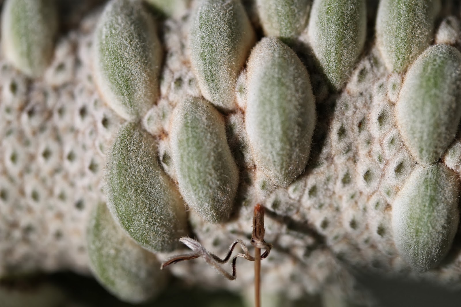 Hunter harvest: Photo of the week - banksia men