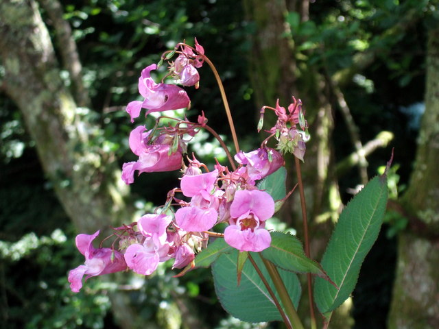 Wirral Wildlife Blog: Balsam Bashing
