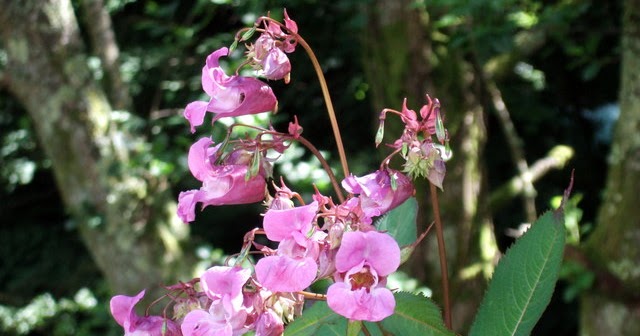 Wirral Wildlife Blog: Balsam Bashing