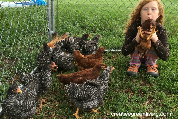 How to Safely Integrate New Chicks into an Existing Flock | Creative ...